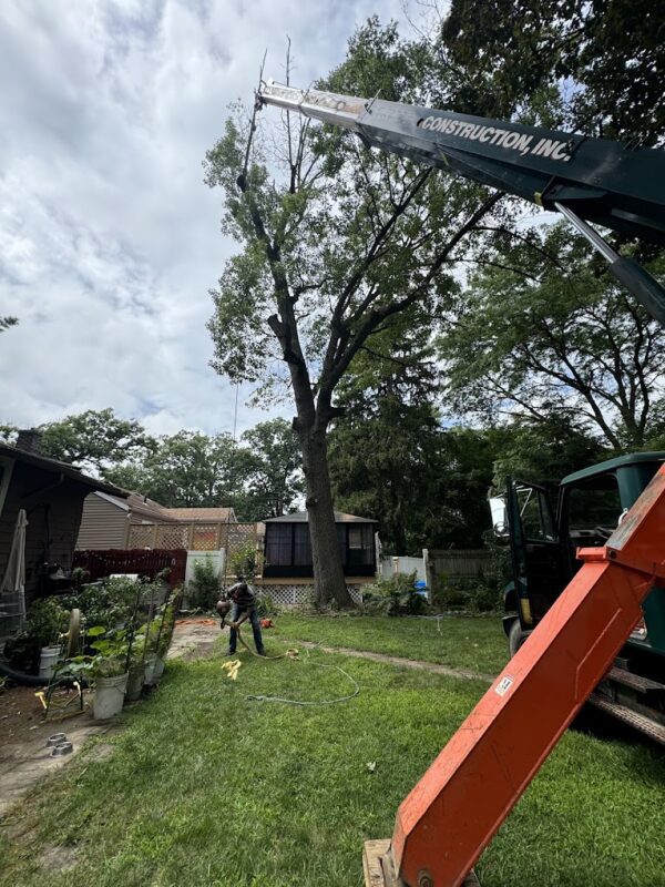 Crane Tree Removal - Bryan's Tree Service